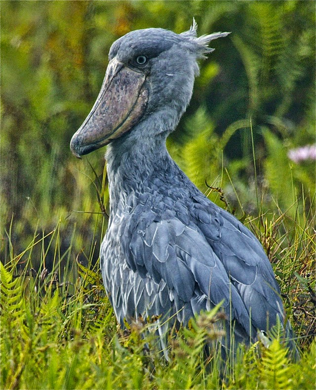 SHOEBILL photos - wallpapers (ανανεωμένο) | the fun bank