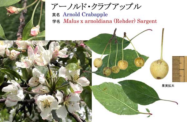 Всё о бегониях и не только...: Яблоня Арнольда (Malus x arnoldiana ...