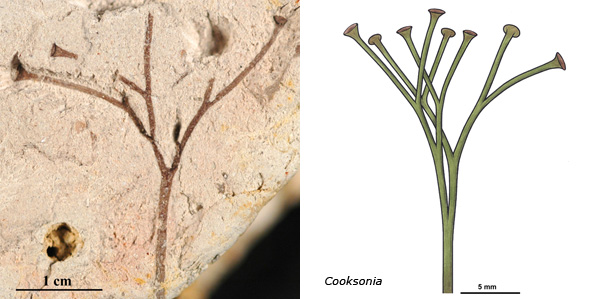 Escenarios prehistóricos: Cooksonia