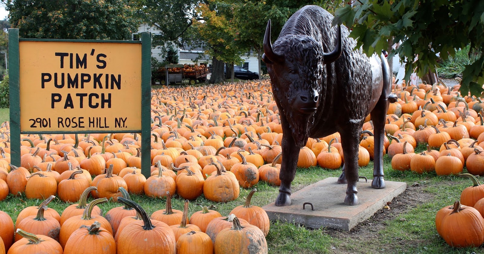 The Philosopher's Stone 2019: Tim's Pumpkin Patch - 2017 Visit