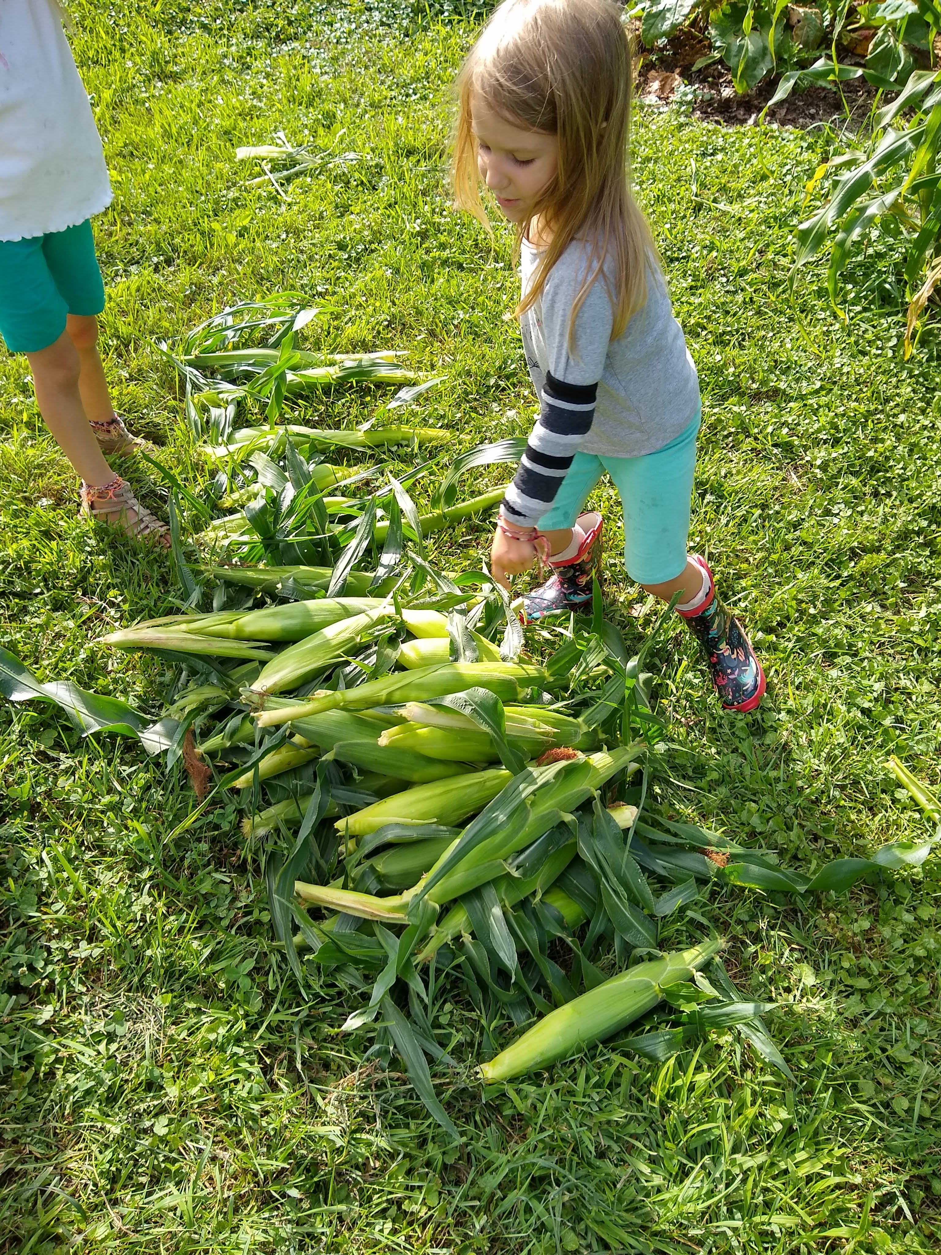 Motley Garden: Corn!