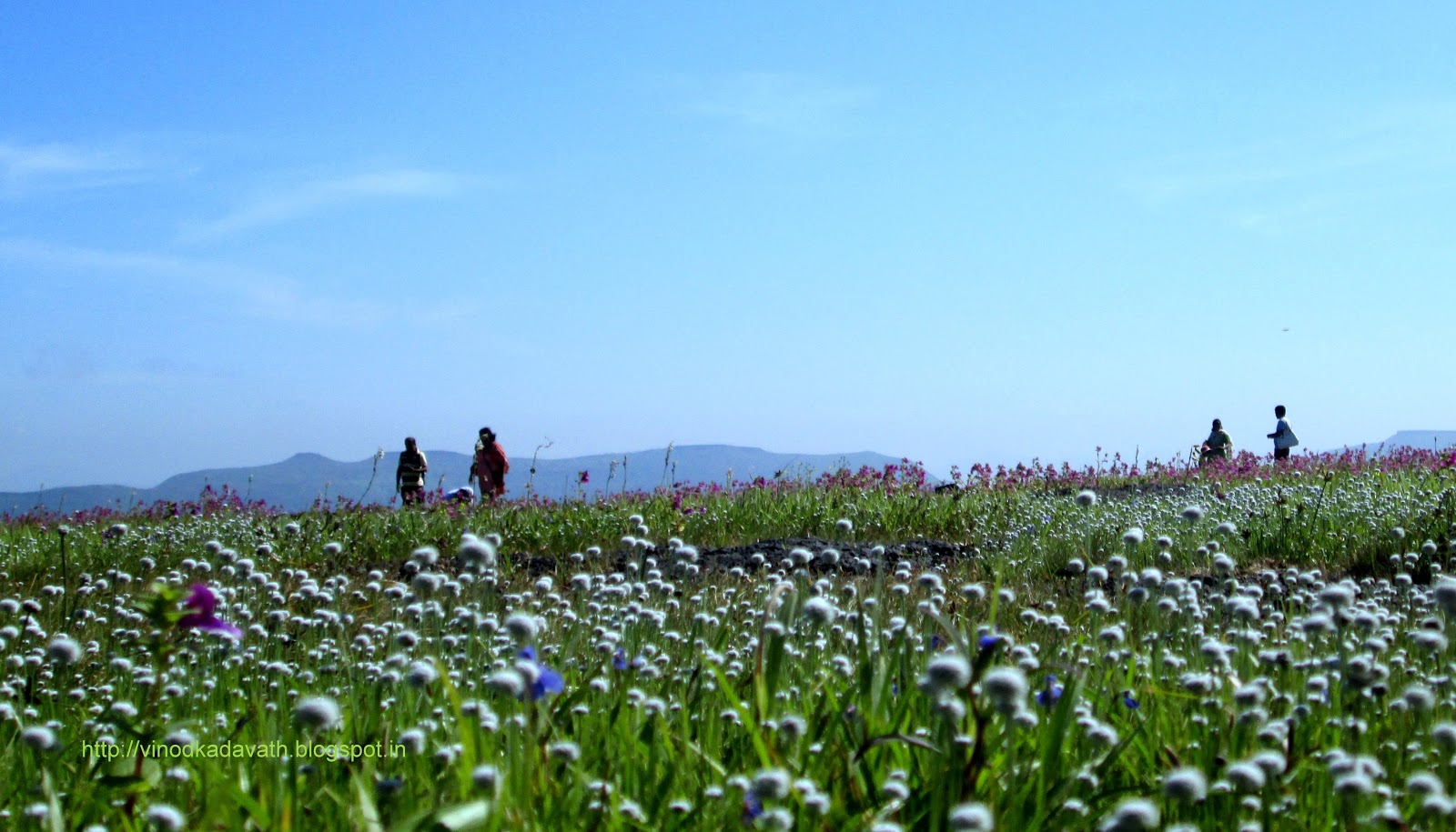Kaas Plateau-Maharashtra's Valley of flowers