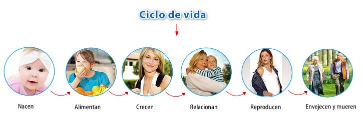 Ciclo de la Vida de los Seres Vivos