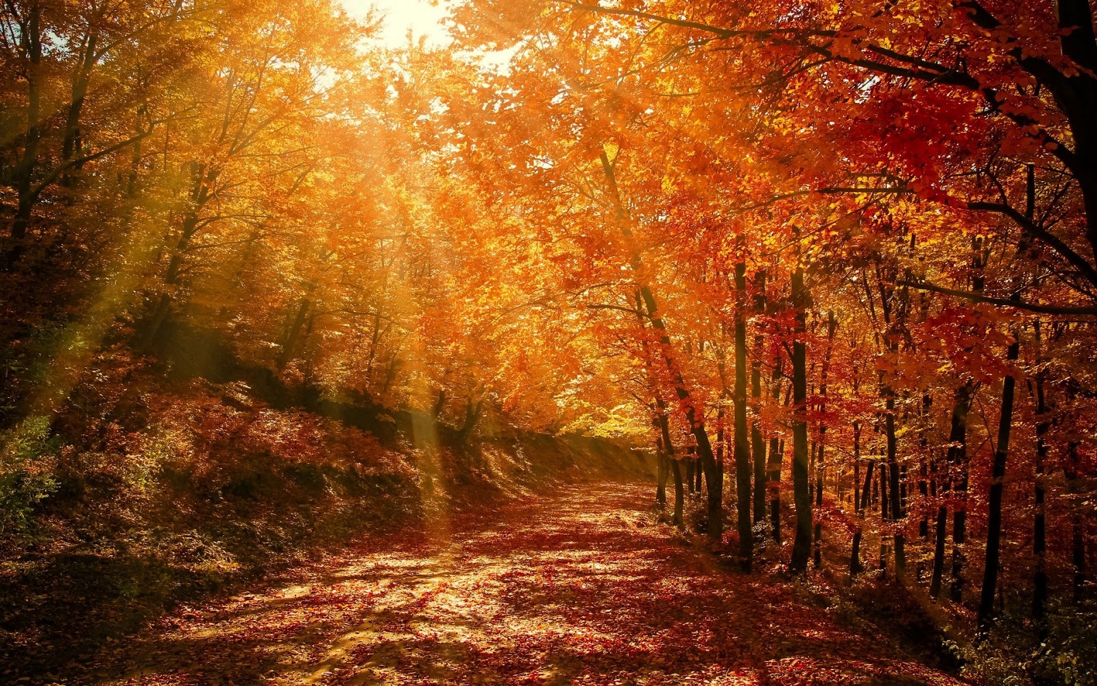ΦΘΙΝΟΠΩΡΟ photos - wallpapers (ανανεωμένο) | the fun bank