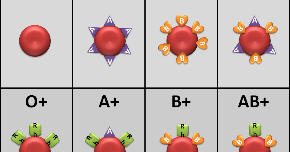 My Writings : Know Your Blood Type (group, genotype, rhesus factor)