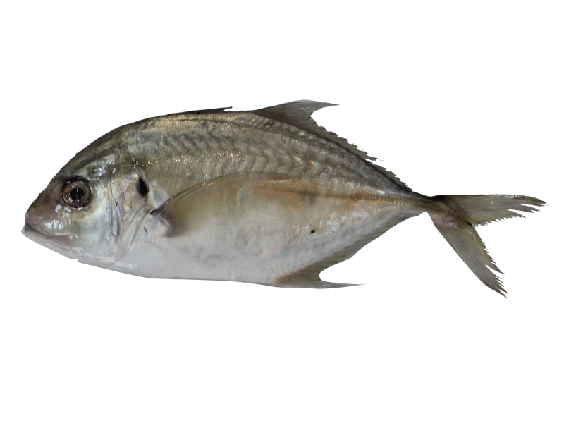 A Blog For Kerala Varieties and Fishes : FISHES AVAILABLE.