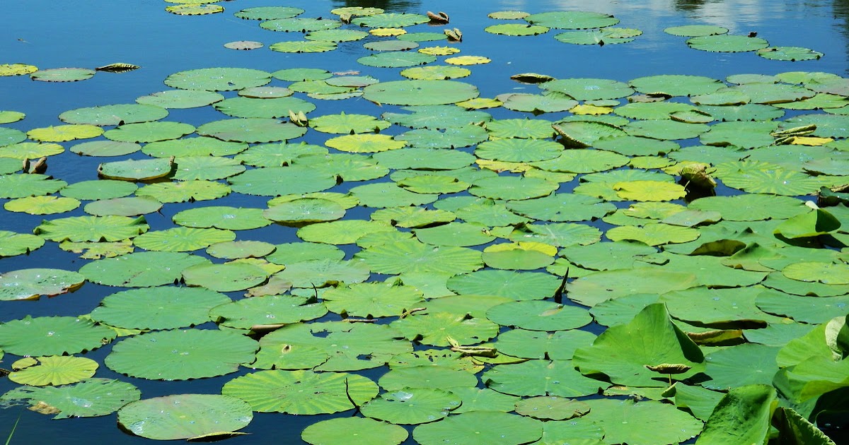 LA MULTI ANI, ROMANIA!: Frunze de nufar