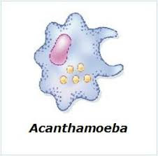 Enfermedades producidas por amebas de vida libre: Naegleria ...