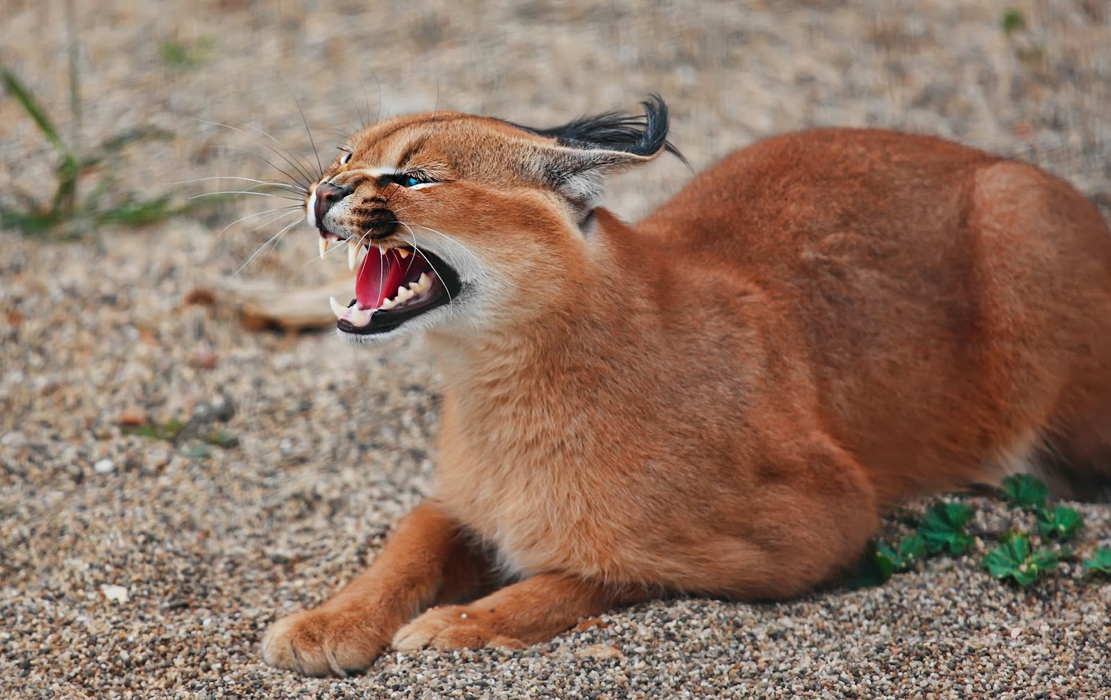 CARACAL CAT photos - wallpapers (ανανεωμένο) | the fun bank