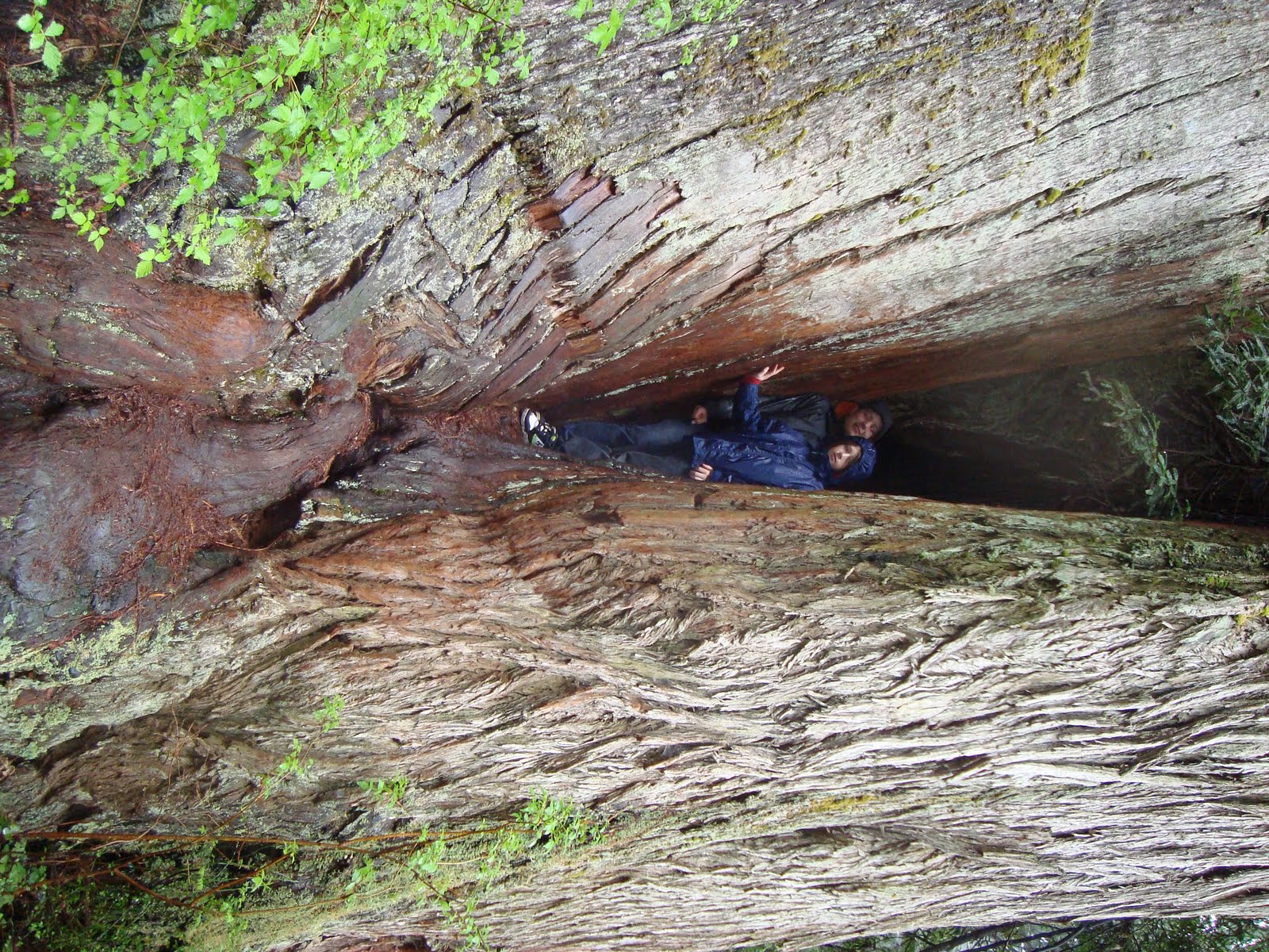 trailertimeincactusland: Redwood Forest ,Washington State!