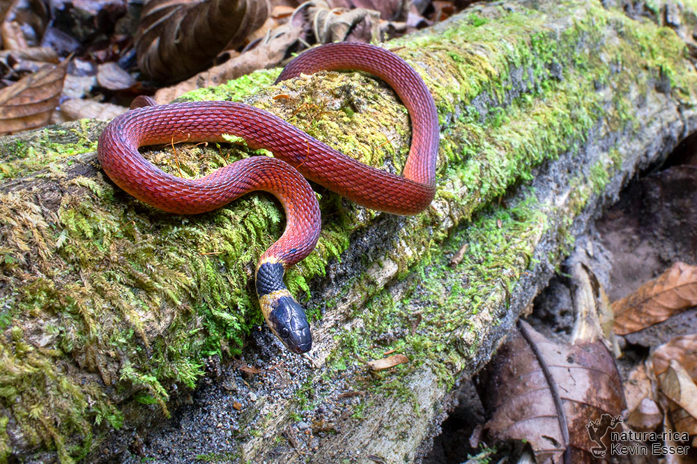 nature photography + herping : CR - Reptiles