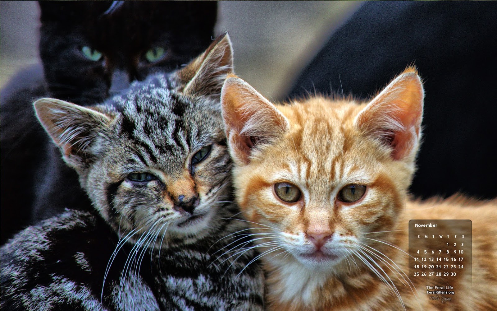 Desktop Wallpaper for November: The Feral Life