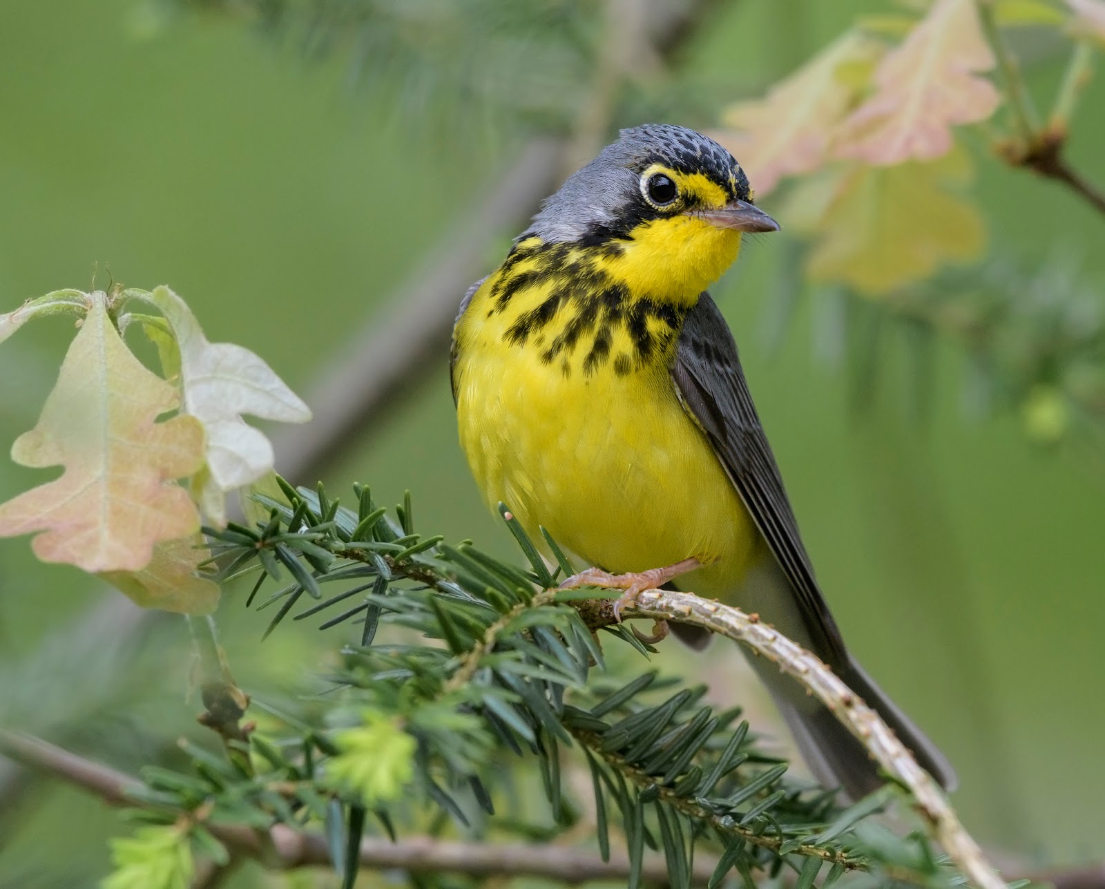 Jersey Digiscoping and More