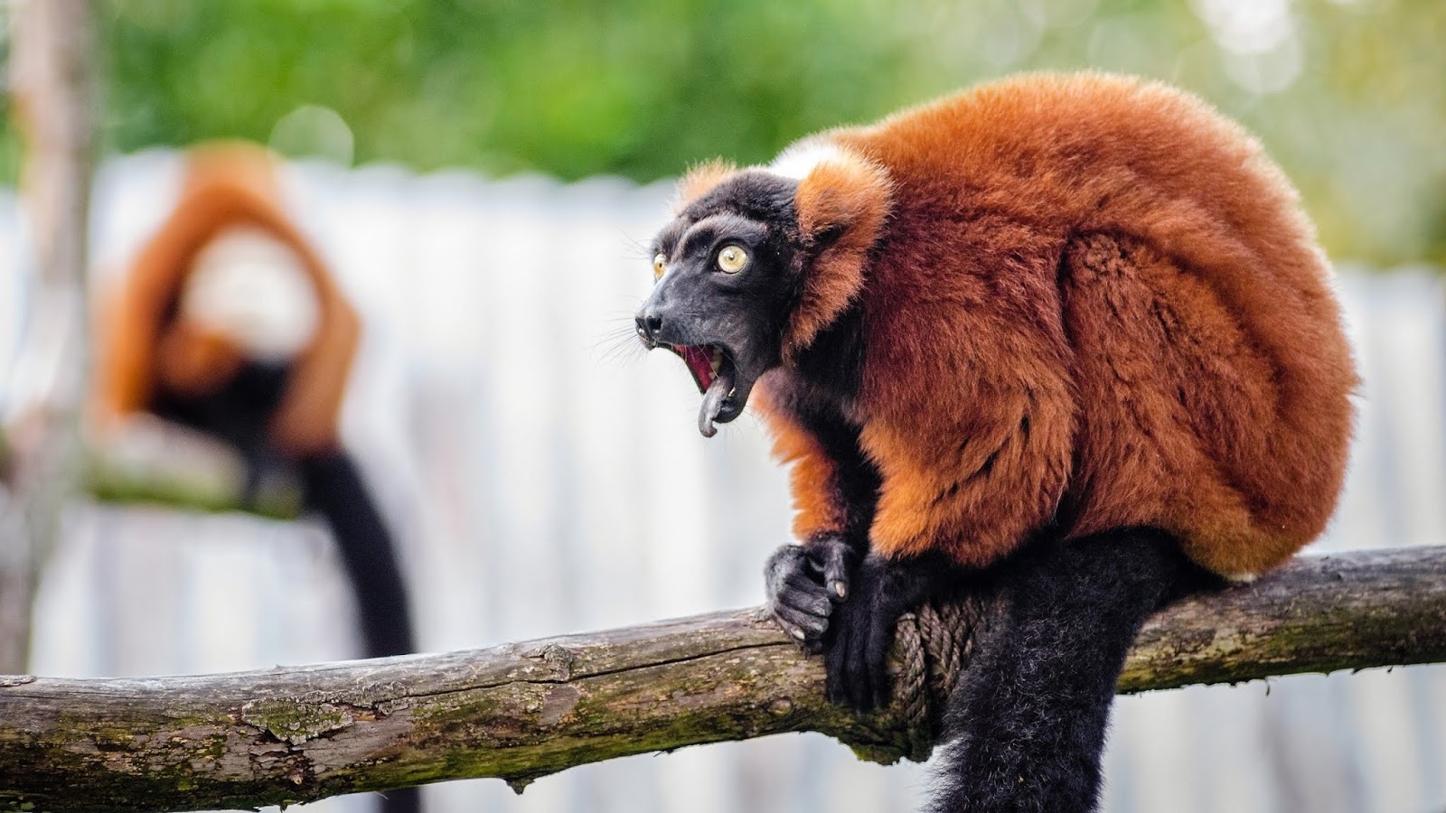 Rode vari op een hek | HD Wallpapers