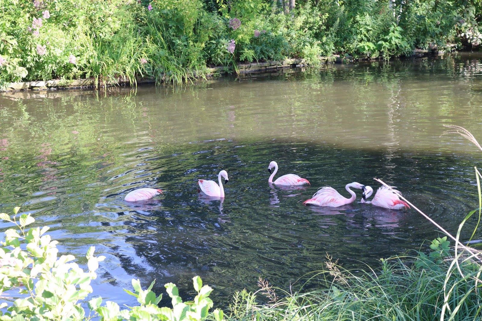 Amy's Creative Pursuits: Visiting The Lincoln Park Zoo In Summer