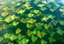 paper lantern: Beautiful repetition in nature