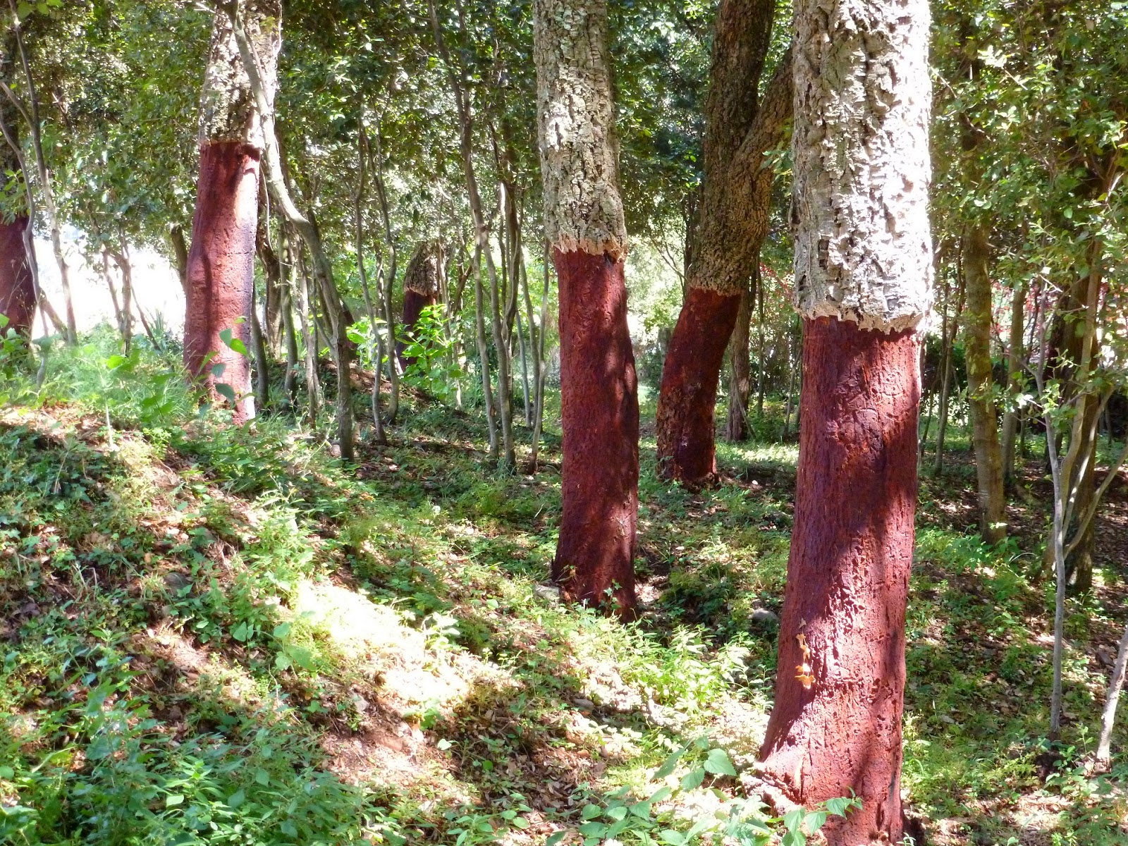 Árboles con alma: Alcornoque. Alzina surera (Quercus suber)