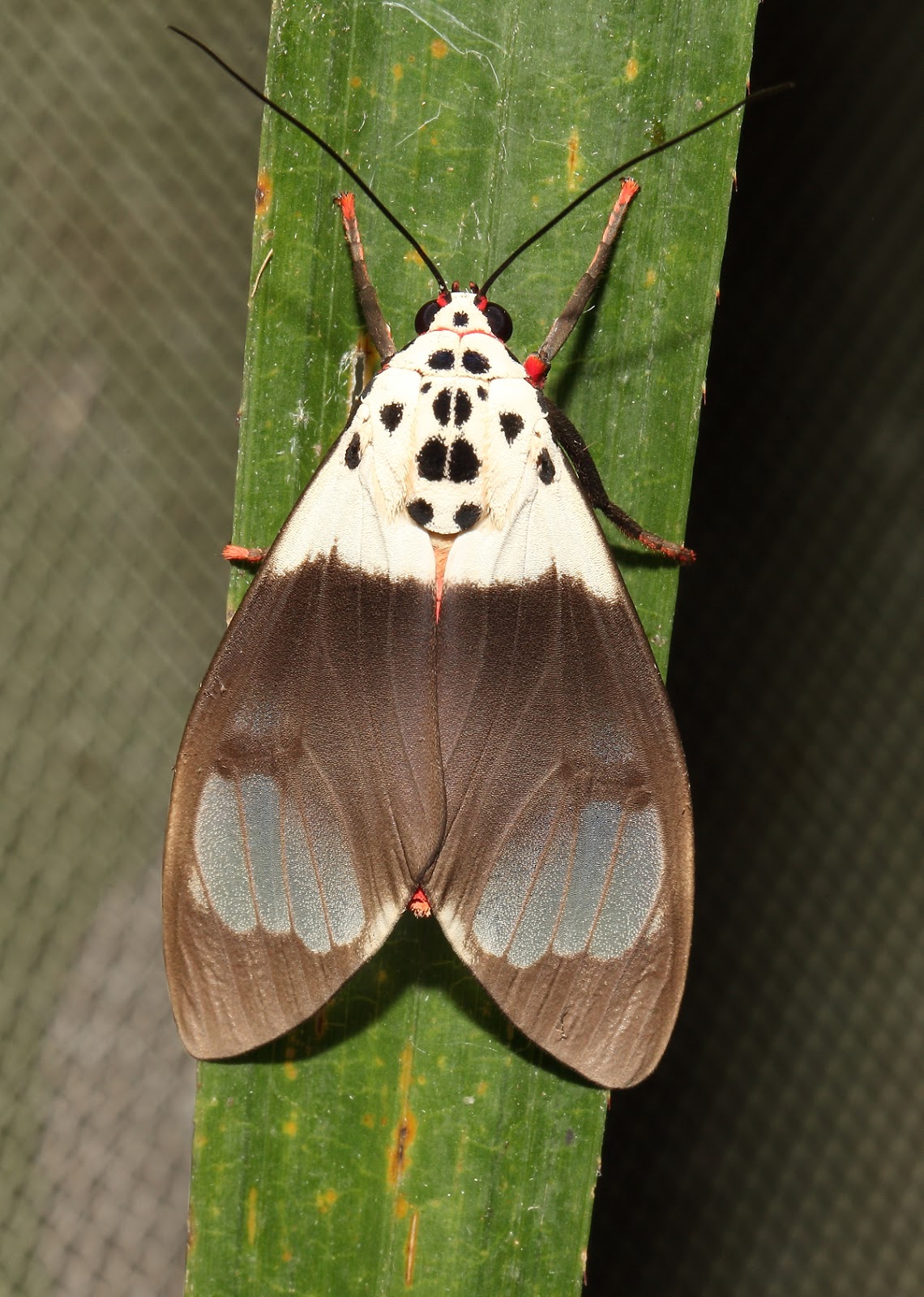 BunyipCo: A Few Nice Moths
