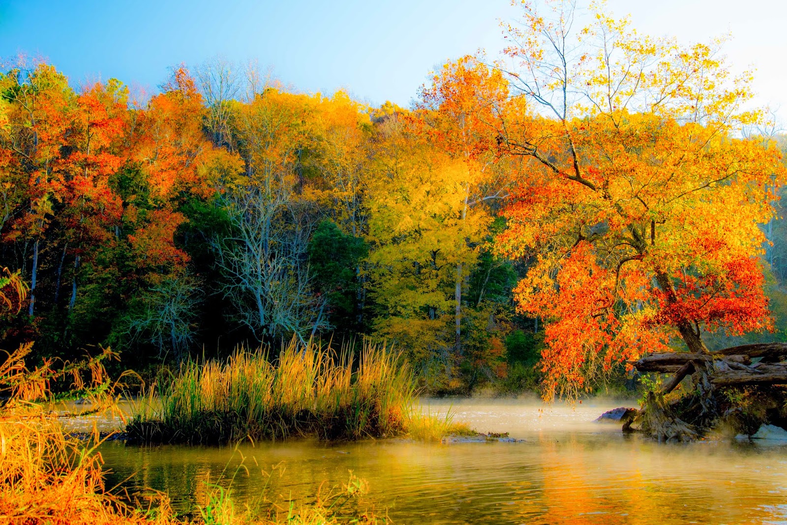 Mike's Gone Fishin'... Again: Fall Art