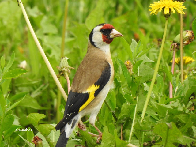 PASARI DIN ROMANIA: STICLETE, Carduelis carduelis