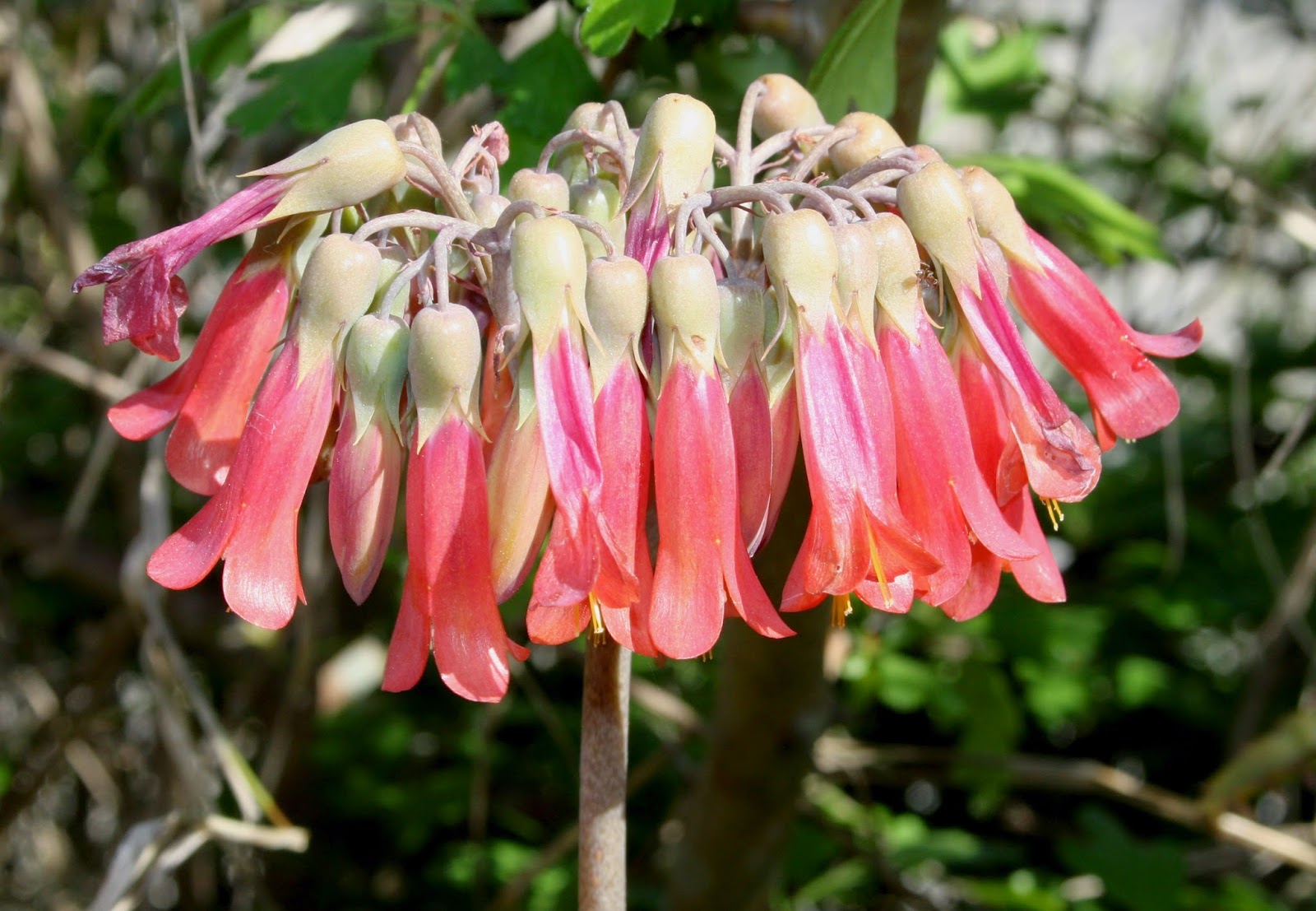Plantas: Beleza e Diversidade: Bryophyllum daigremontianum