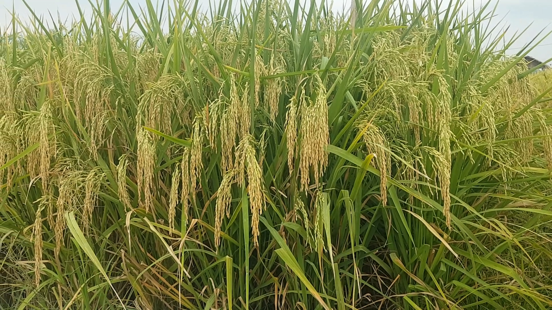 Jenis Padi Genjah CAKRABUANA 04 - Pandu Farm