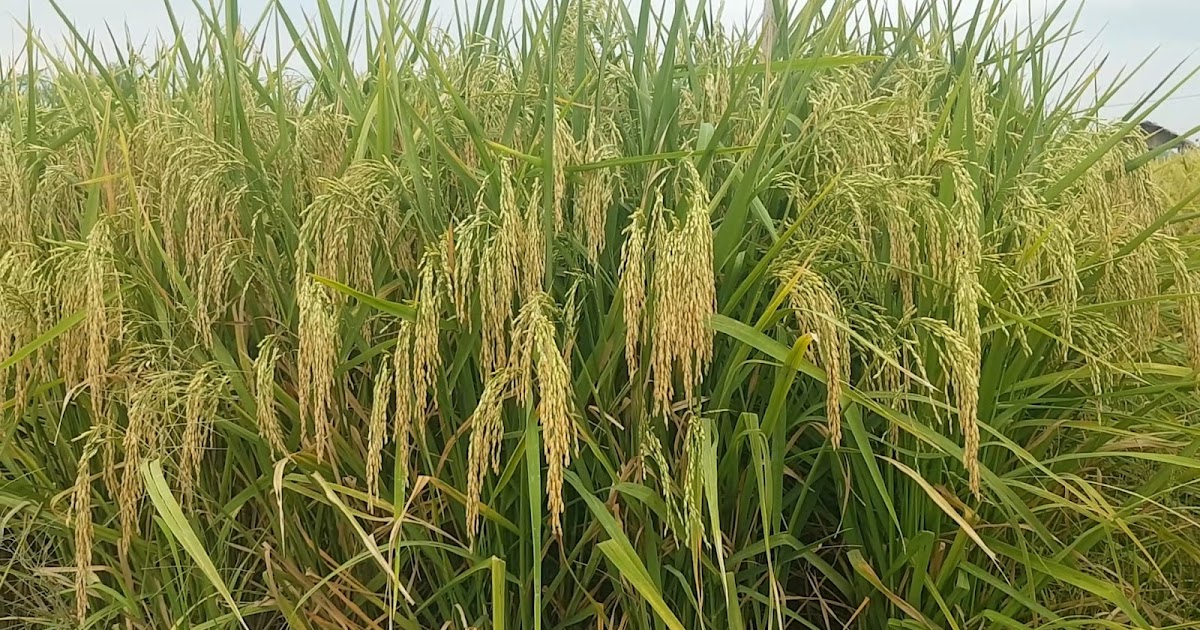 Jenis Padi Genjah CAKRABUANA 04 - Pandu Farm