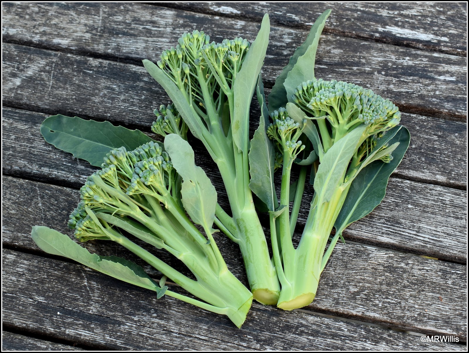 Mark's Veg Plot: Small but satisfying harvests