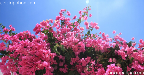 Ciri Bougenville Sehat dan Perawatannya yang Perlu Anda Ketahui ...