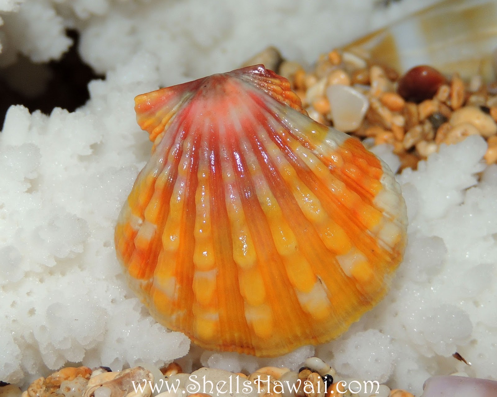 Kahelelani & Sunrise shell jewelry by.... Janjira