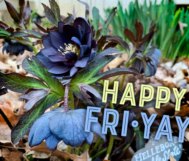 Power Poppy - The Blog: Friday Fun Day!