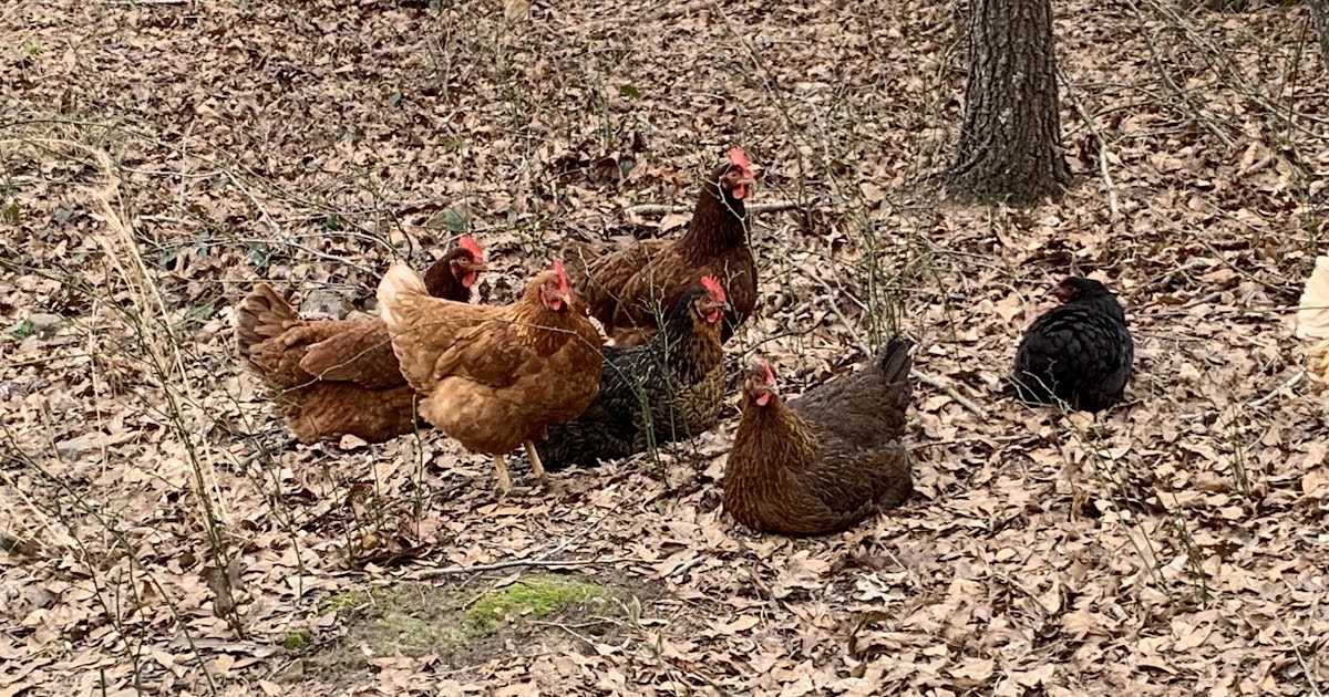 Fallen Pines Farm The Blog