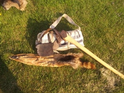 The Buffalo Trace 1765: Raccoons, Unappreciated Hero of the Fur Trade