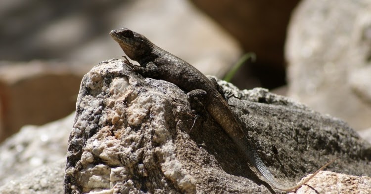 ser tão/sertão: MEMÓRIAS DE UM CALANGO