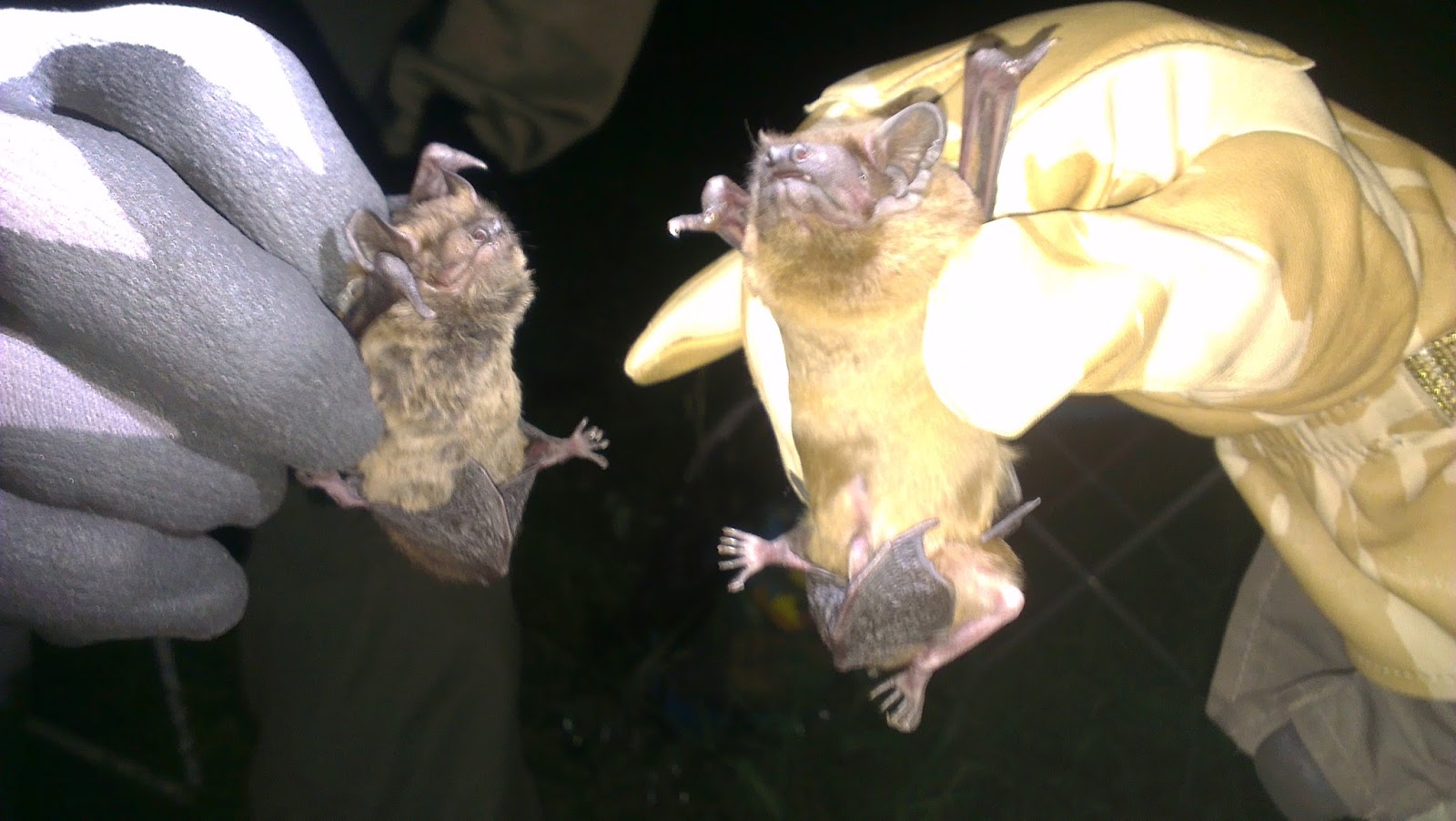 Brandt's, Whiskered and Alcathoe bats: My MSc research: Getting on well ...
