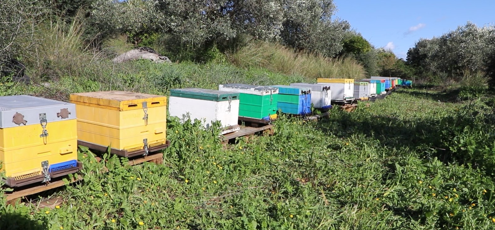 Περισσότερα κέρδη από τα μελισσια μου