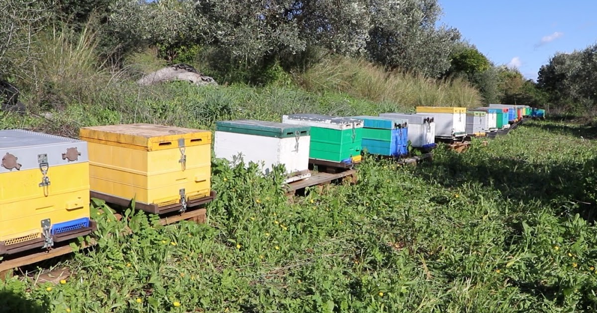 Περισσότερα κέρδη από τα μελισσια μου