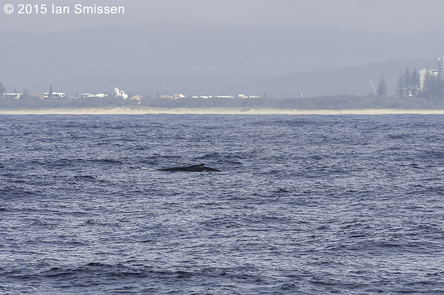 A passion for birds...: Mooloolaba Whale Watching