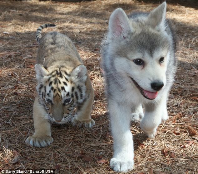Wolf And Tiger