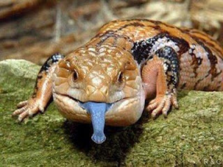 Blue Tounge Lizard