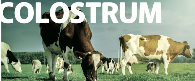 All About Bovine Colostrum