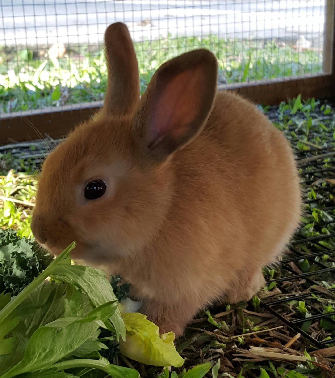 Rabbit Rescue Sanctuary: BABY RABBITS FOR ADOPTION IN TWEED HEADS ...