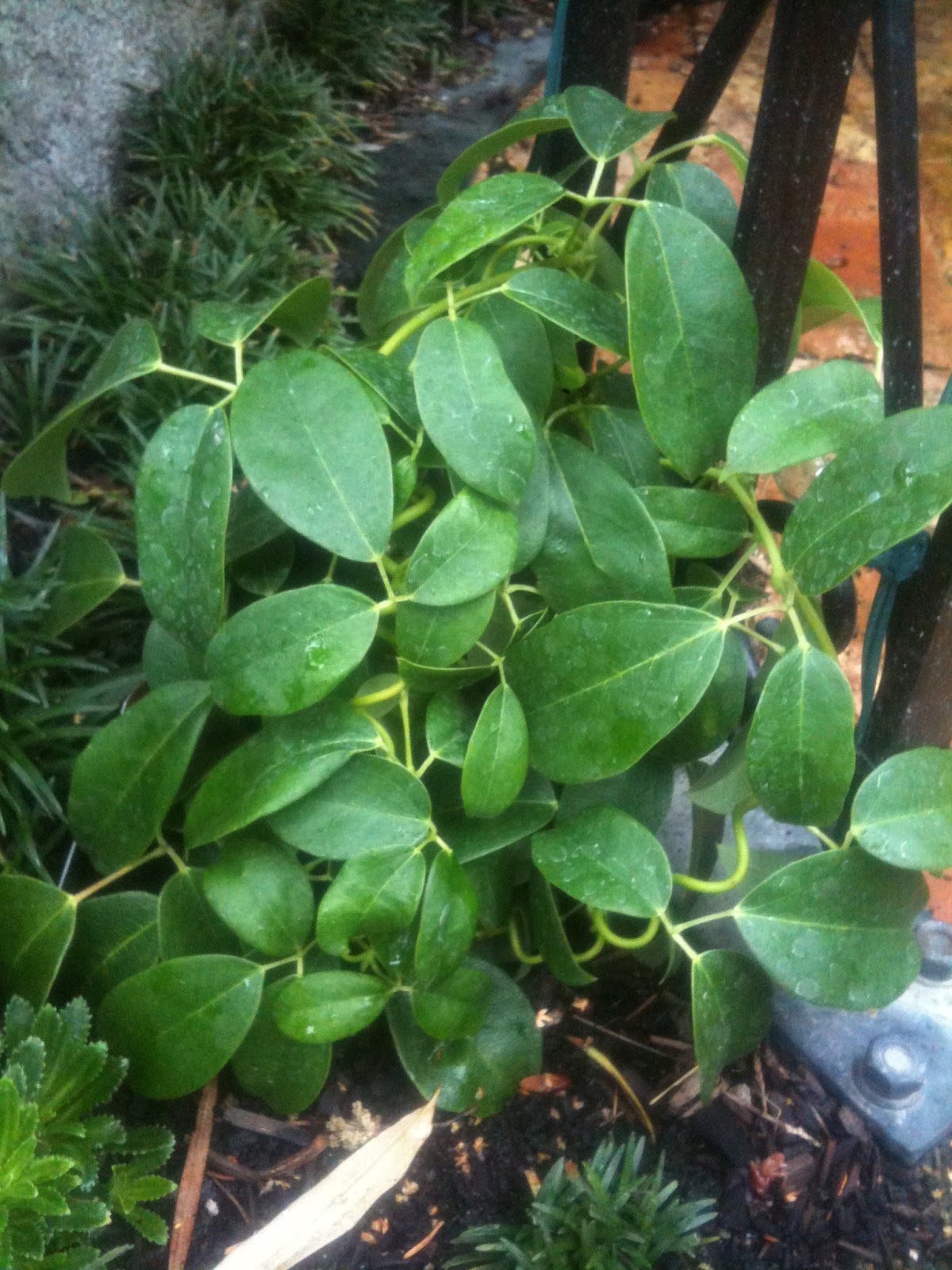 Plants of the Galicic Garden: Holboellia latifolia 'Ritak'