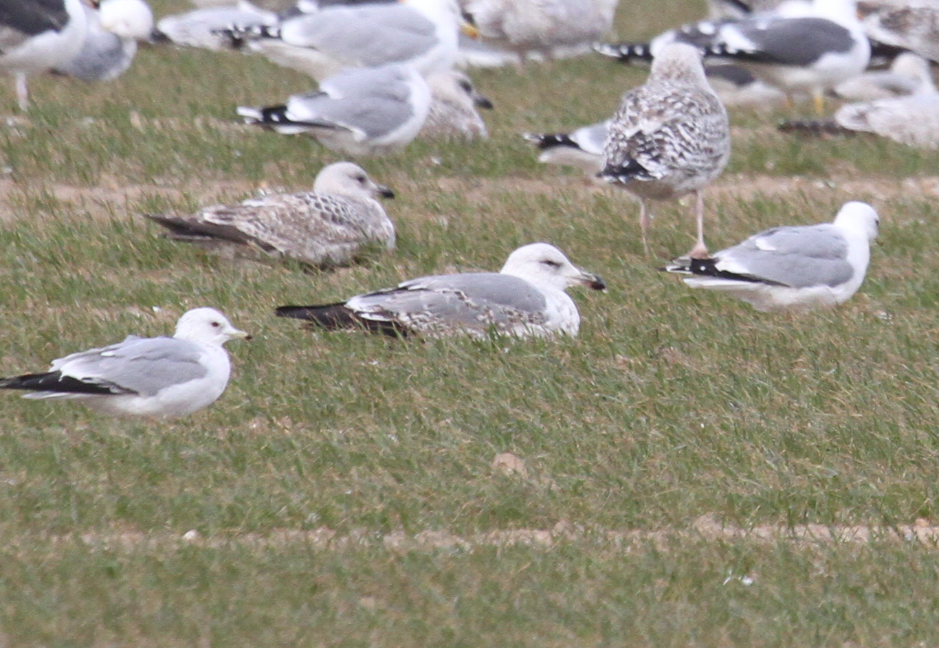 Graham's Birding Blog: March 2013