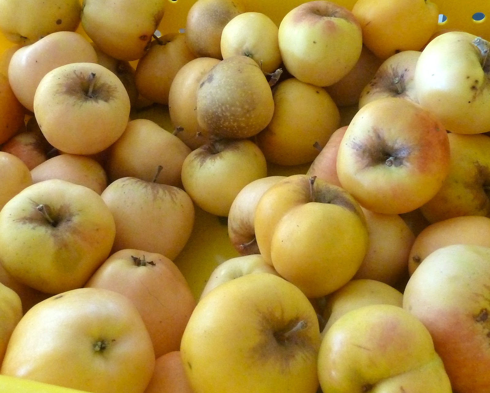 Matthiasson Vineyard: The Forbidden Fruit