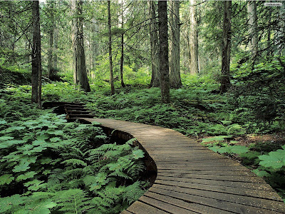 Wallpapers Dekstop 4 U: FOREST WALLPAPER