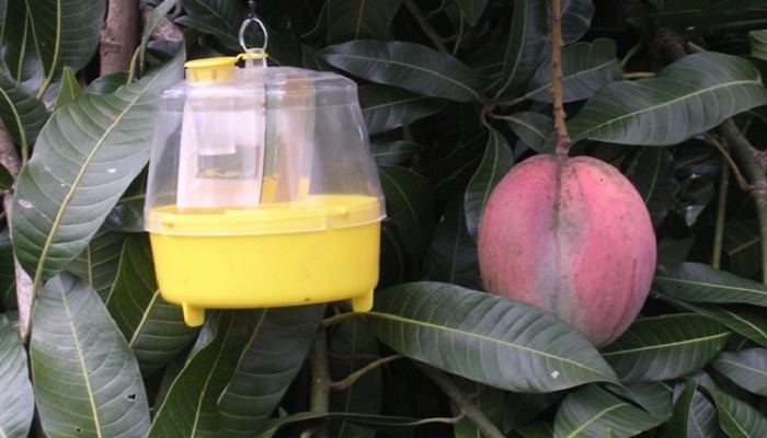 Idiaf, Mescyt y Clúster del mango aumentarán competitividad del mango ...