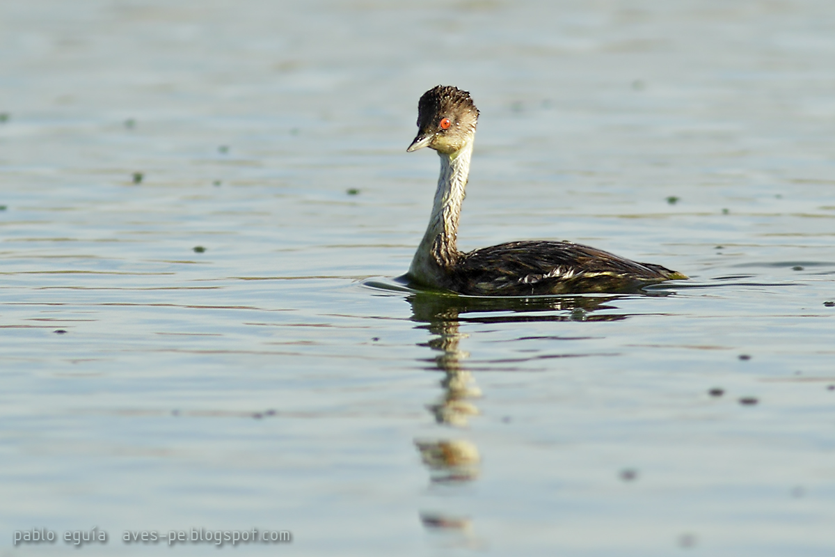 mis fotos de aves: Podiceps occipitalis Macá Plateado Southern Silvery ...