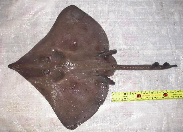 Artes de Pesca: VAMOS A PESCAR DIPTURUS