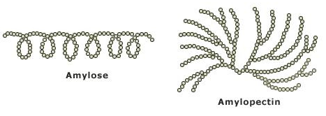 #9. Carbohydrates - Polysaccharides | Biology Notes for A level